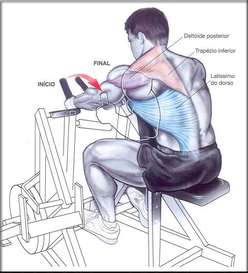 Remada Articulada - Exercícios Para Costas - Dicas de Musculação