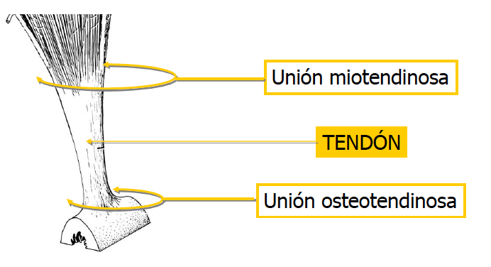 Tejidos que Conforman el Sistema Músculo Esquelético