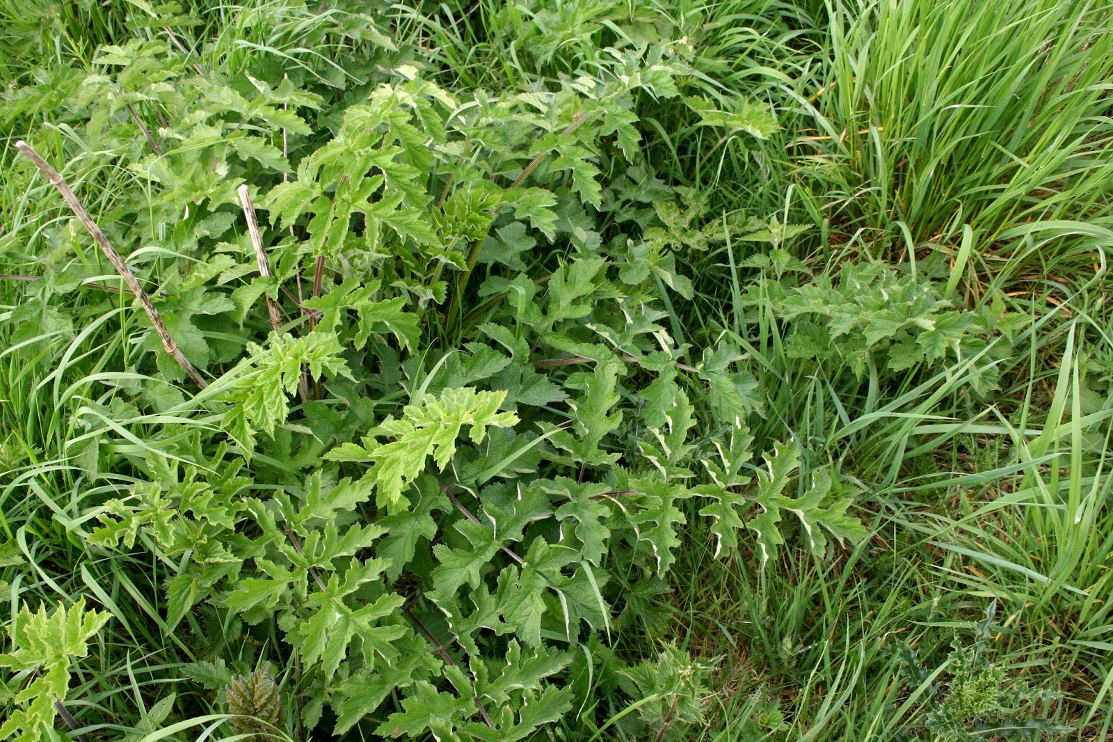 Filnore Woods Blog: Umbellifers 3: Hogweed
