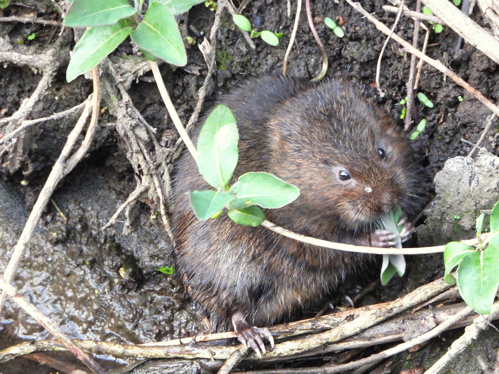 About a Brook: All Around the Town