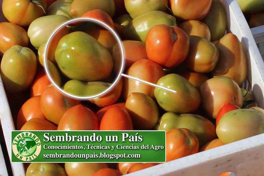 ¿Qué Determina la Calidad del Tomate? (Agricultura)