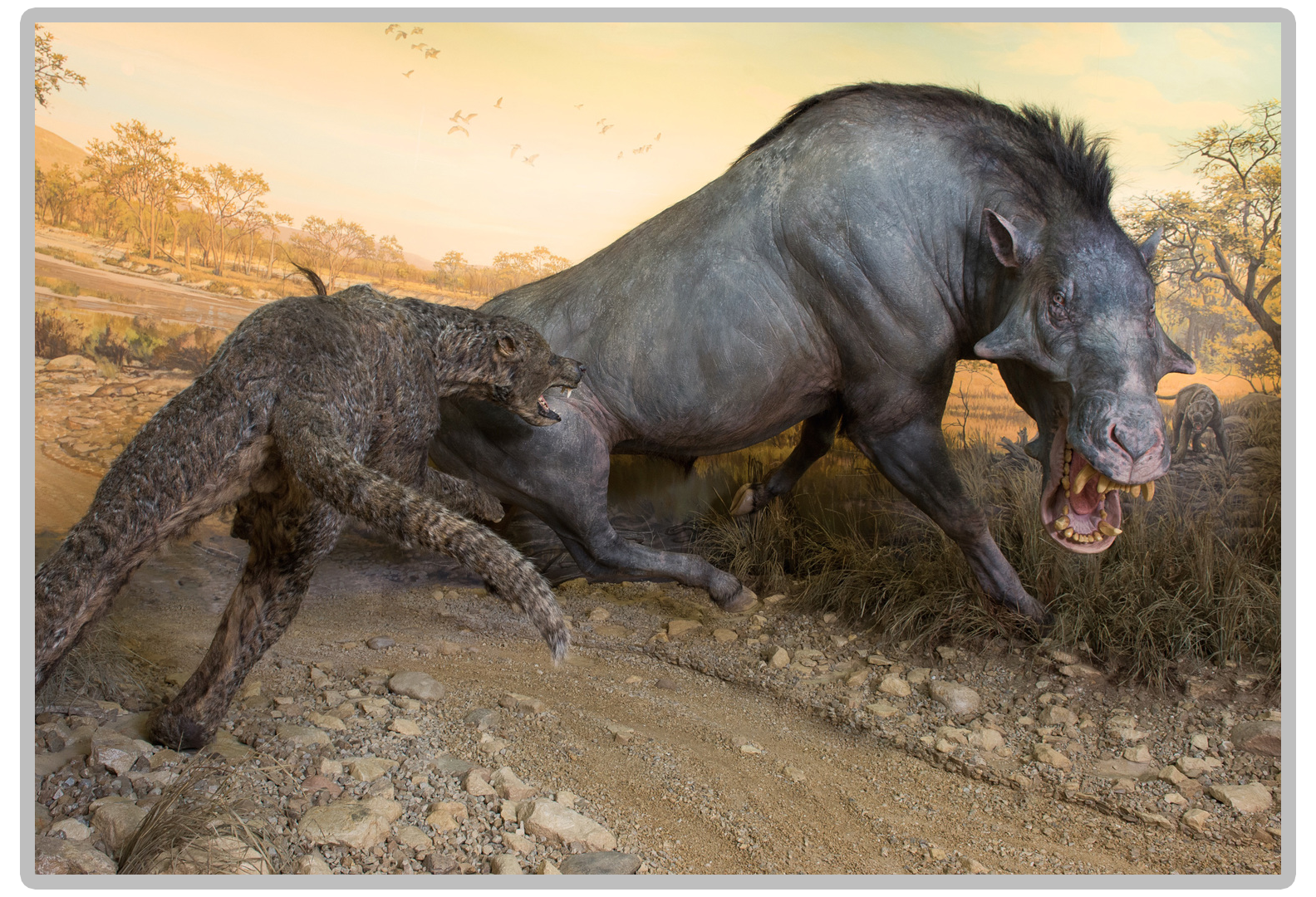 Daeodon shoshonensis aka the Hell Pig : r/Naturewasmetal