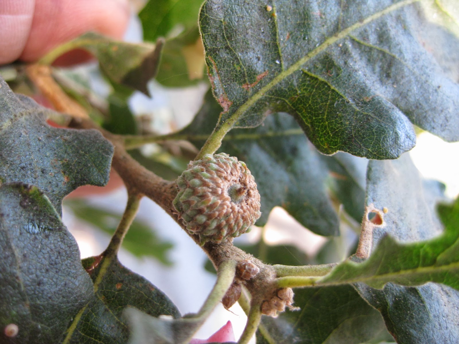 Trees of Santa Cruz County: Quercus lobata - Valley Oak