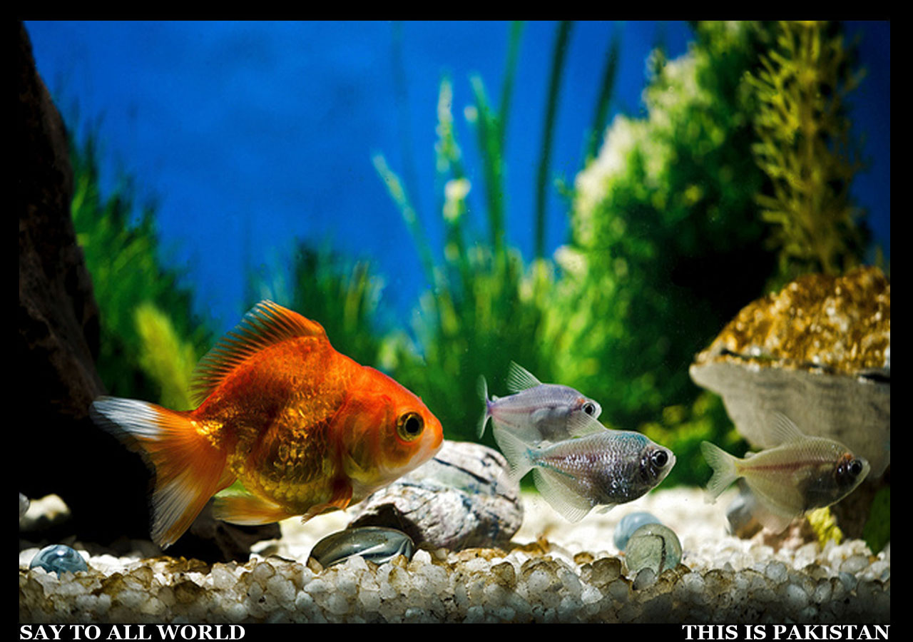 Fishes In Aquarium - Pakistan - This is Pakistan