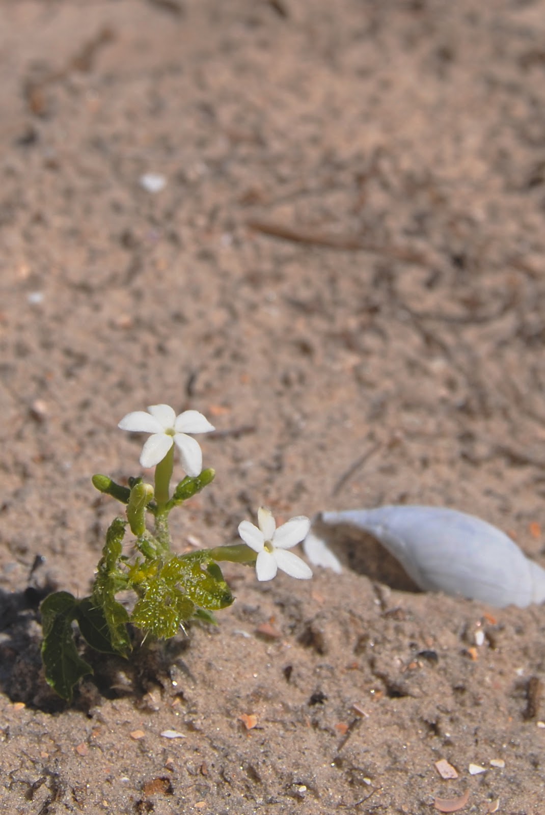 Ecology of Appalachia: Guana Tolomato Matanzas National Estuarine ...