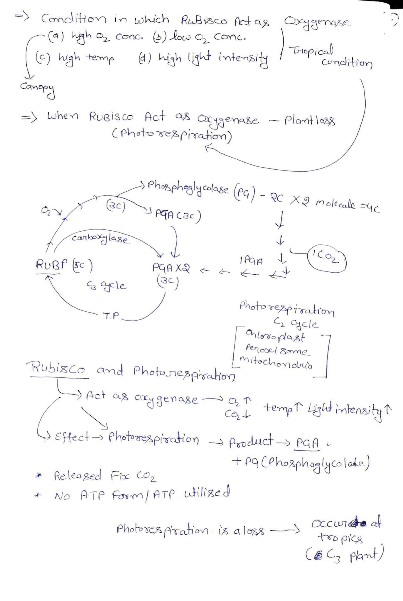 Photosynthesis in higher plants class 11 notes - Studypur