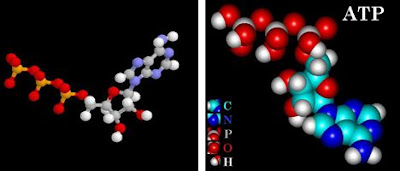 evolve-theory: DNA & Coding