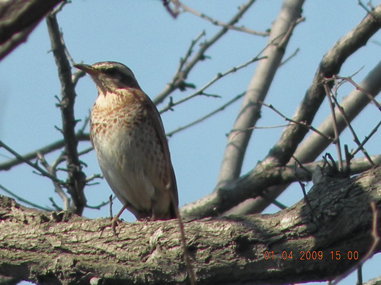 Oriental Bird Watching: Dusky Thrush (Turdus eunomos)