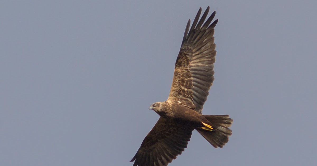 Weedon's World of Nature: Female Marsh Harrier