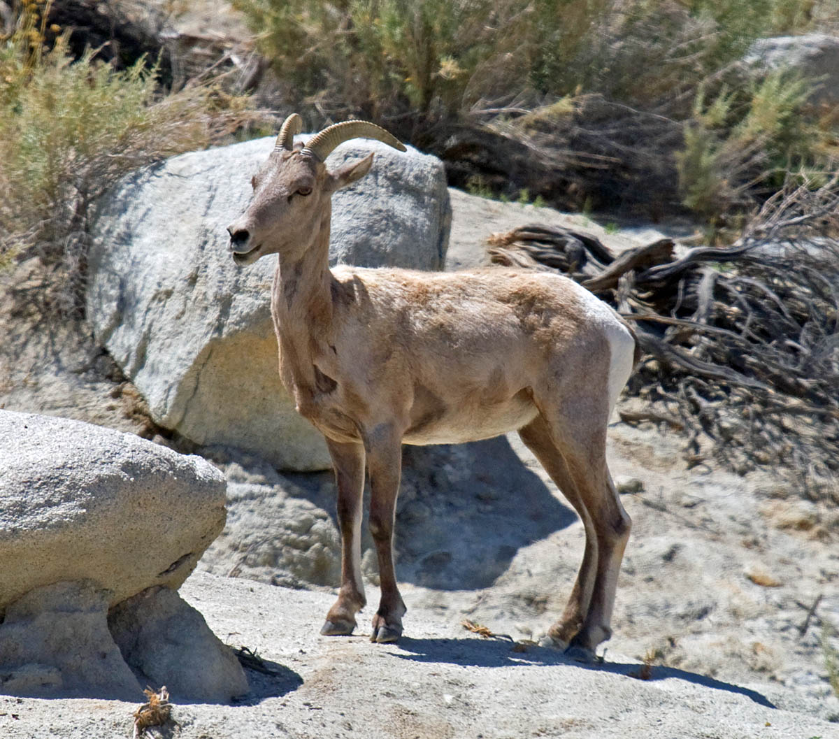 Desert Bighorn Sheep at Agua Caliente County Park - Greg in San Diego