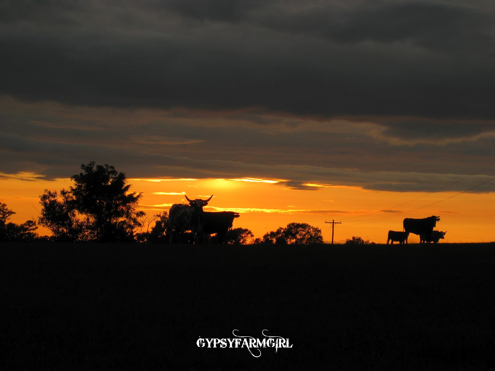 GypsyFarmGirl: A Texas Longhorn Sunset