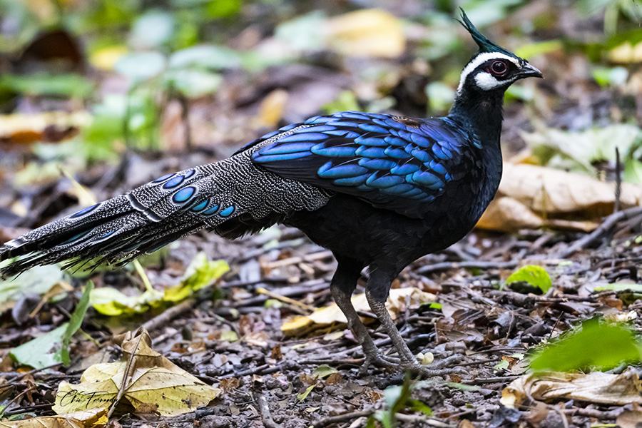 The Chiwit Chronicles: The 5th PPUR International Bird Race Day 1 ...