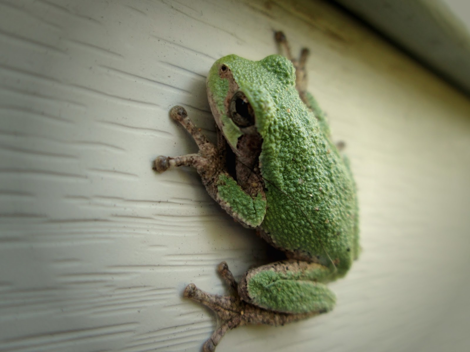 Passion Through the Lens: Little Froggie