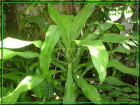 Poder das Ervas: PÈRÈGÚN