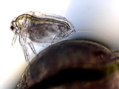 Wiryawan : FAKTOR PENENTU KEBERHASILAN BUDIDAYA MOINA DENGAN MEDIA ...