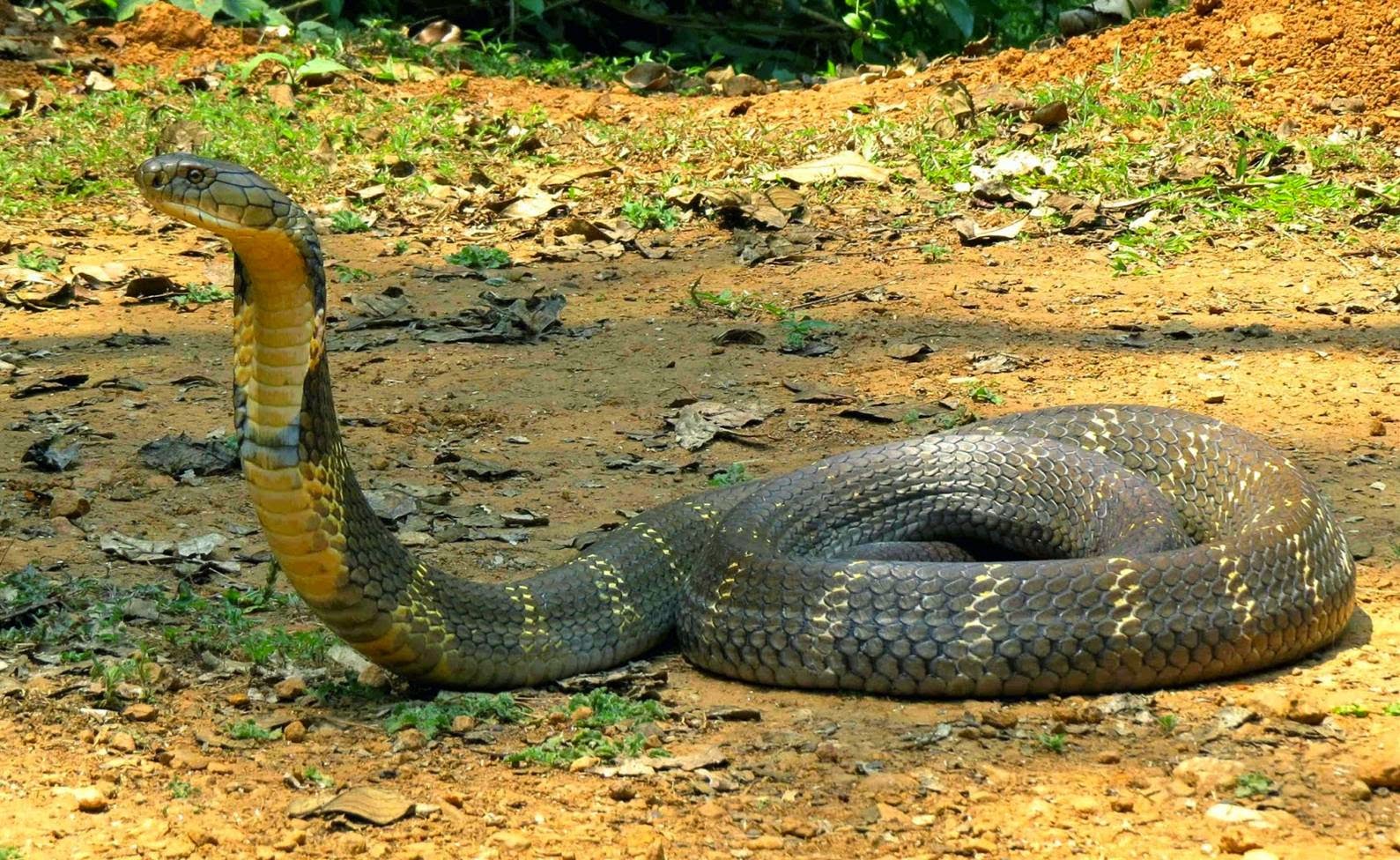 Cobrasserpentes: Ophiophagus hannah (cobra-real )