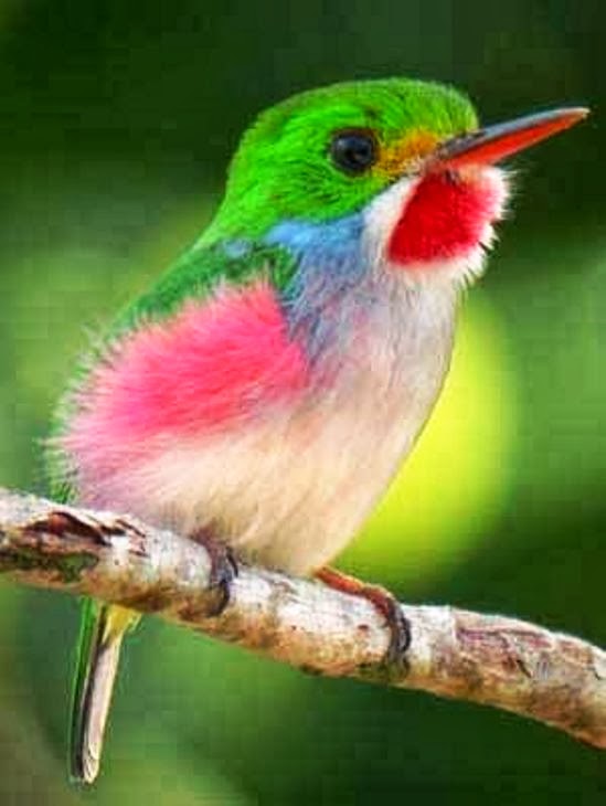 Beautiful and amazing birds of the World | Unseen Pictures 4 You
