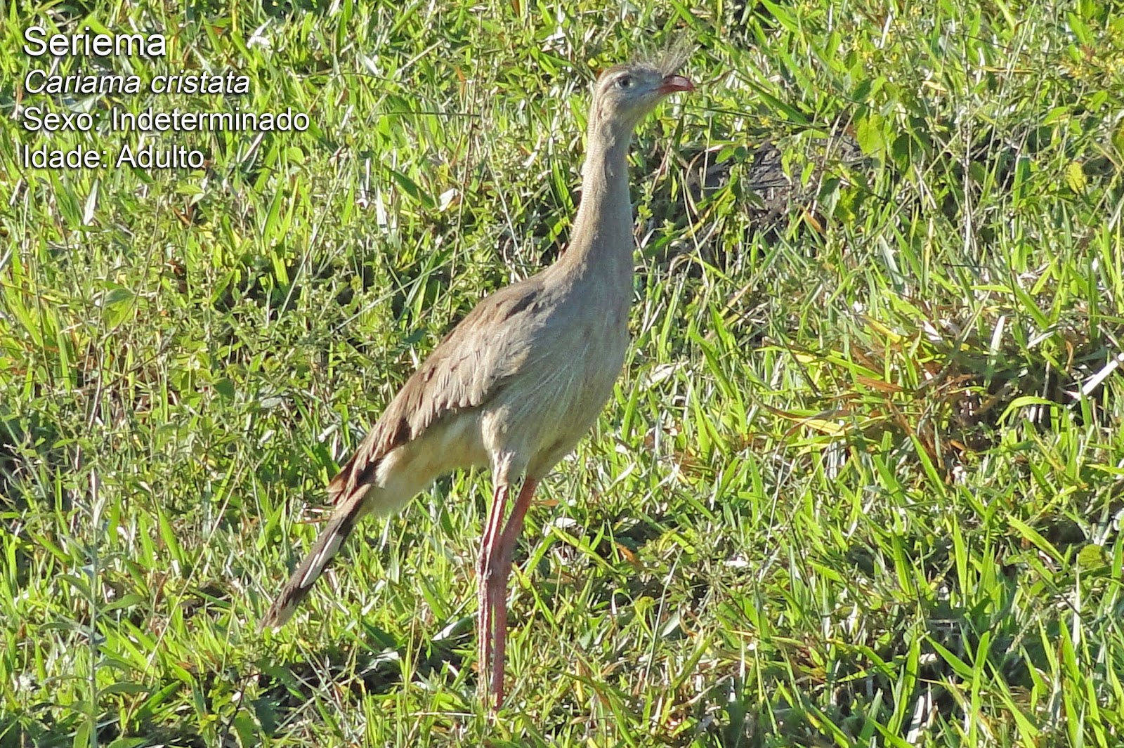 Blog do Ademir Carosia: SERIEMA
