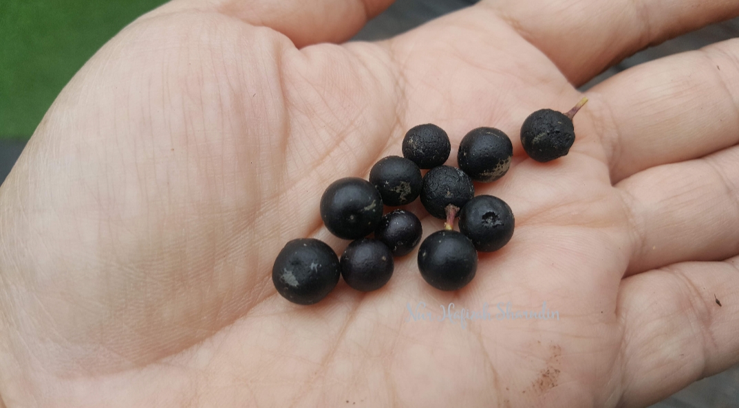 Nur Hafizah Sharudin's Blog: BUAH POKOK KARI (Murraya koenigii) BERACUN?
