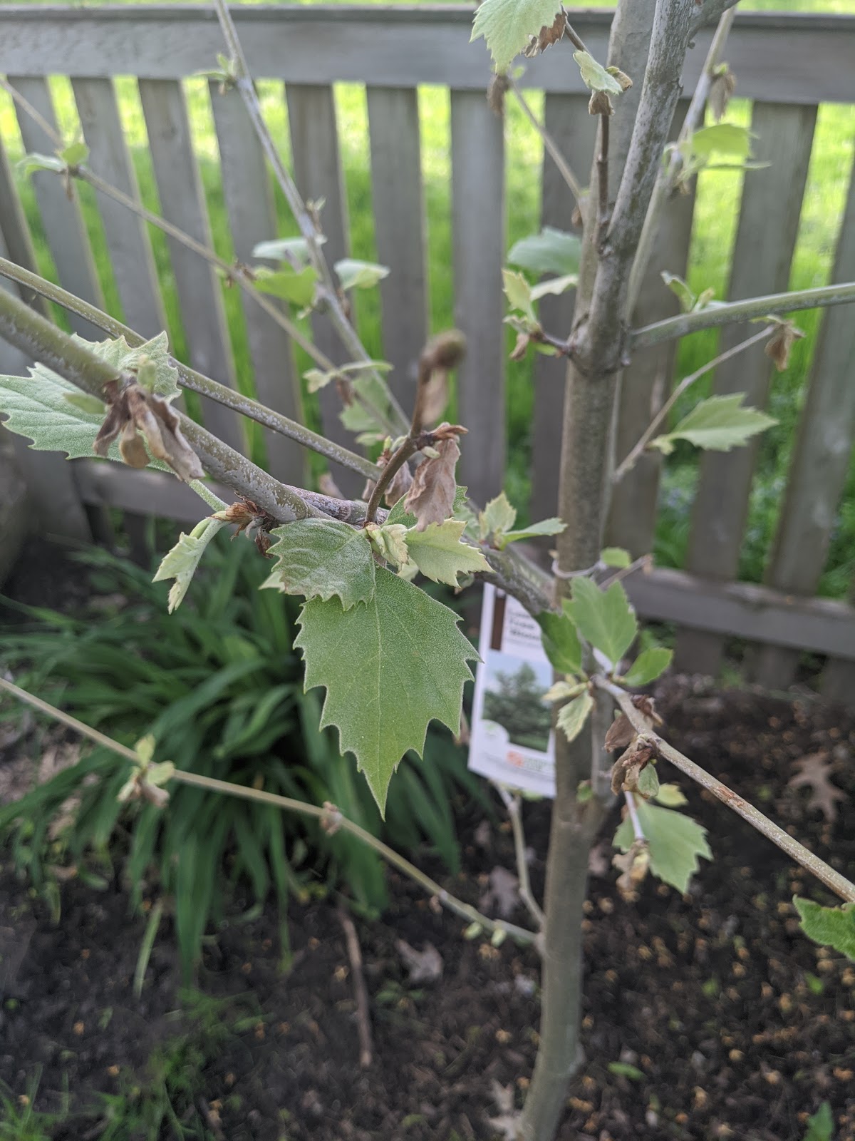 London Plane Tree Bloodgood - Planted May 2020