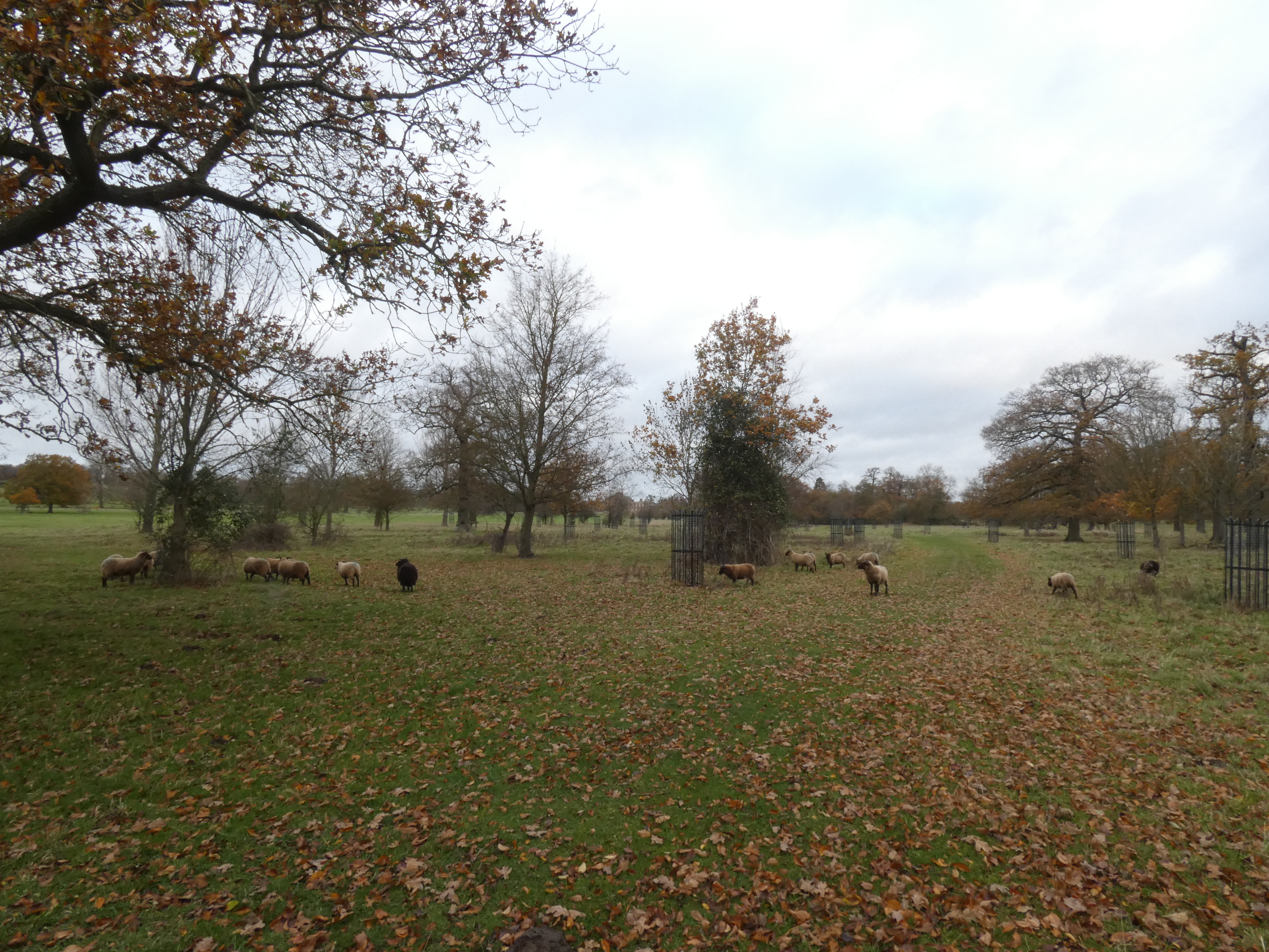 Boz North's Trail - Walking Blog: Whaddon to Cambridge via The Wimpole ...
