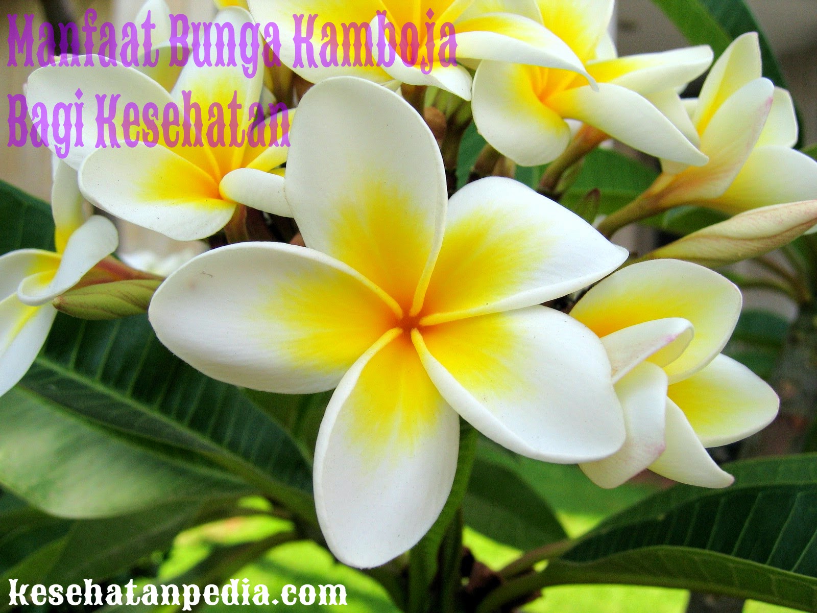 Khasiat Bunga Kamboja bagi Kesehatan Tubuh - kesehatanpedia
