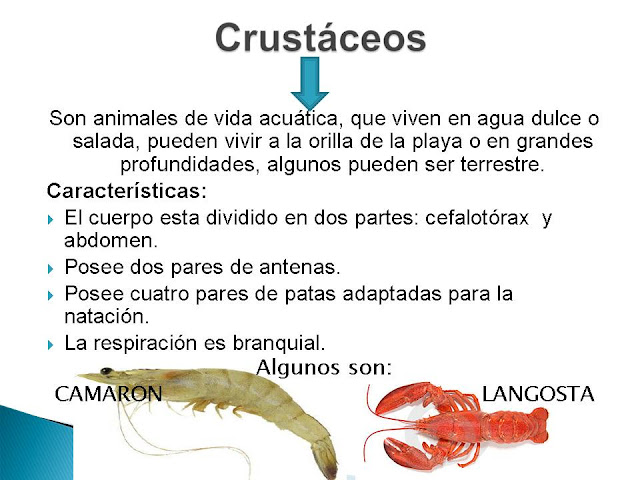 Crustaceos Caracteristicas