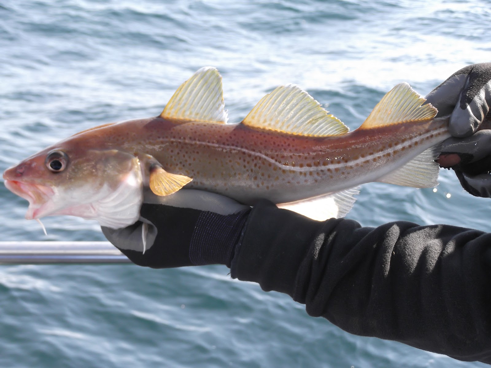 2012 Fish Big Year: April 2012