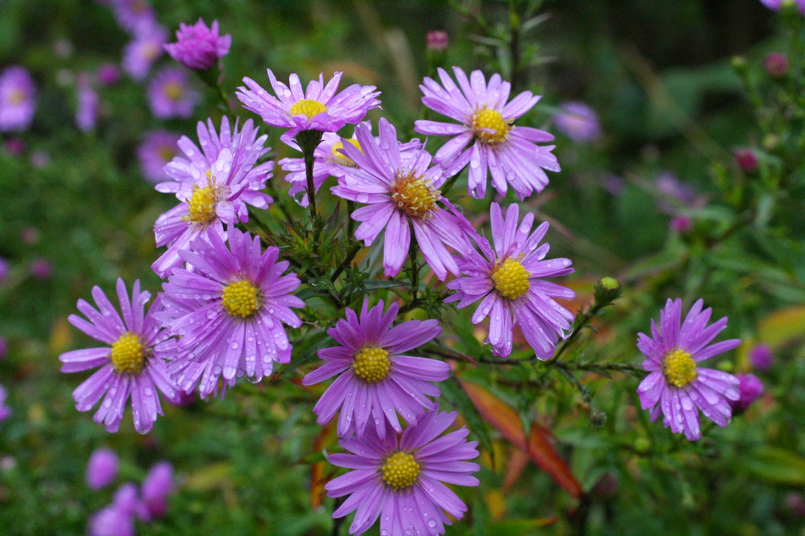 Elämää Paratiisinpalasessa: Kuukauden kukkanen: syysasteri