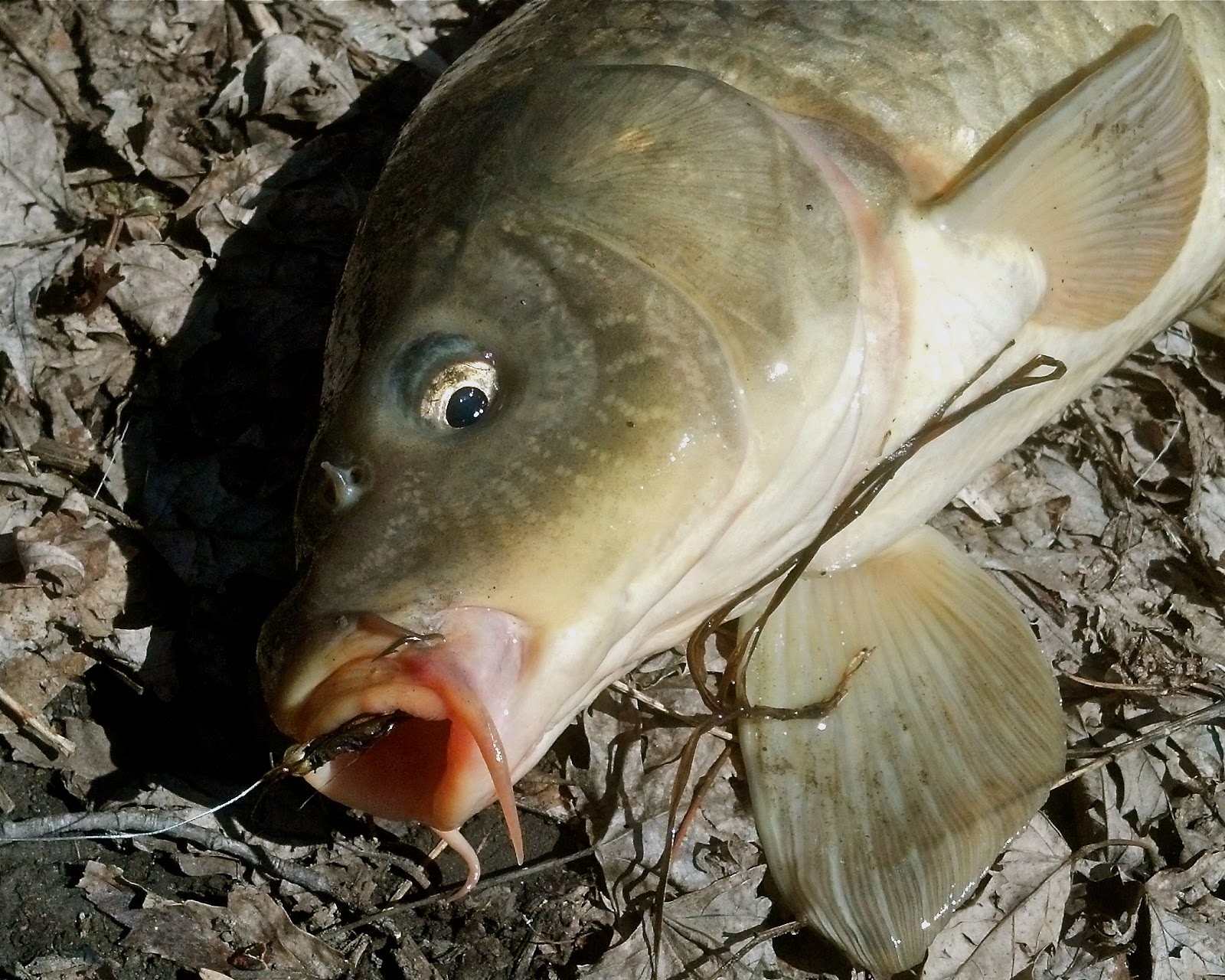 Prairie Wood Angler: Buffalo, Carp, and Antlers
