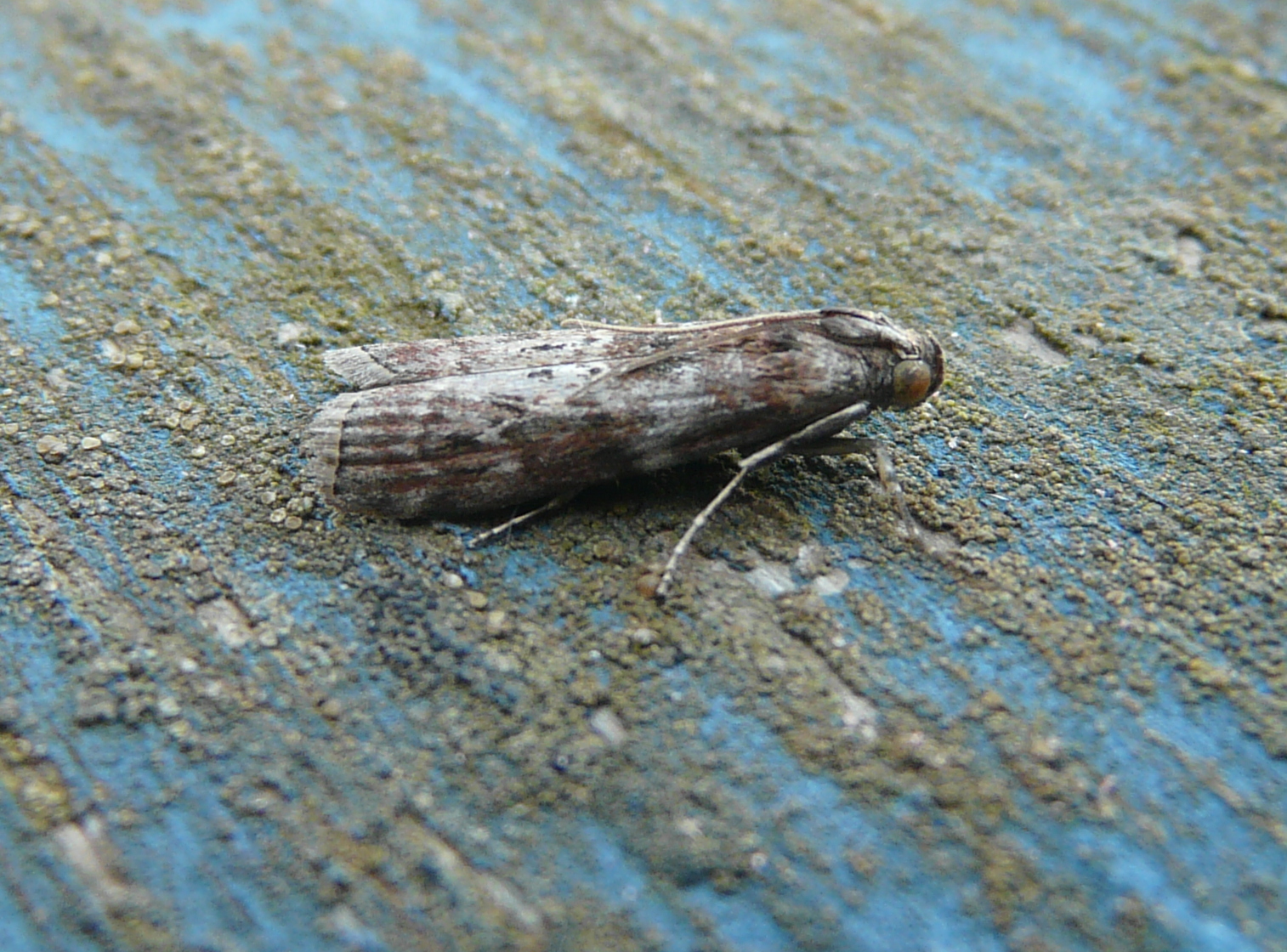 birdingexmouth: Aquatic Moths