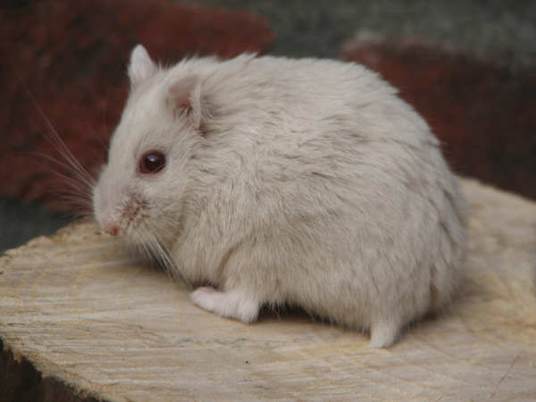 My Hammies World: Campbell's Russian Hamster Colors, Patterns And Coats