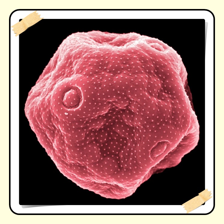 Witty Nity: Pollen Under a Microscope