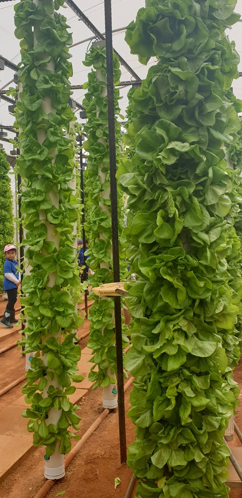 International School of Lusaka: Hakuna Matata Farm