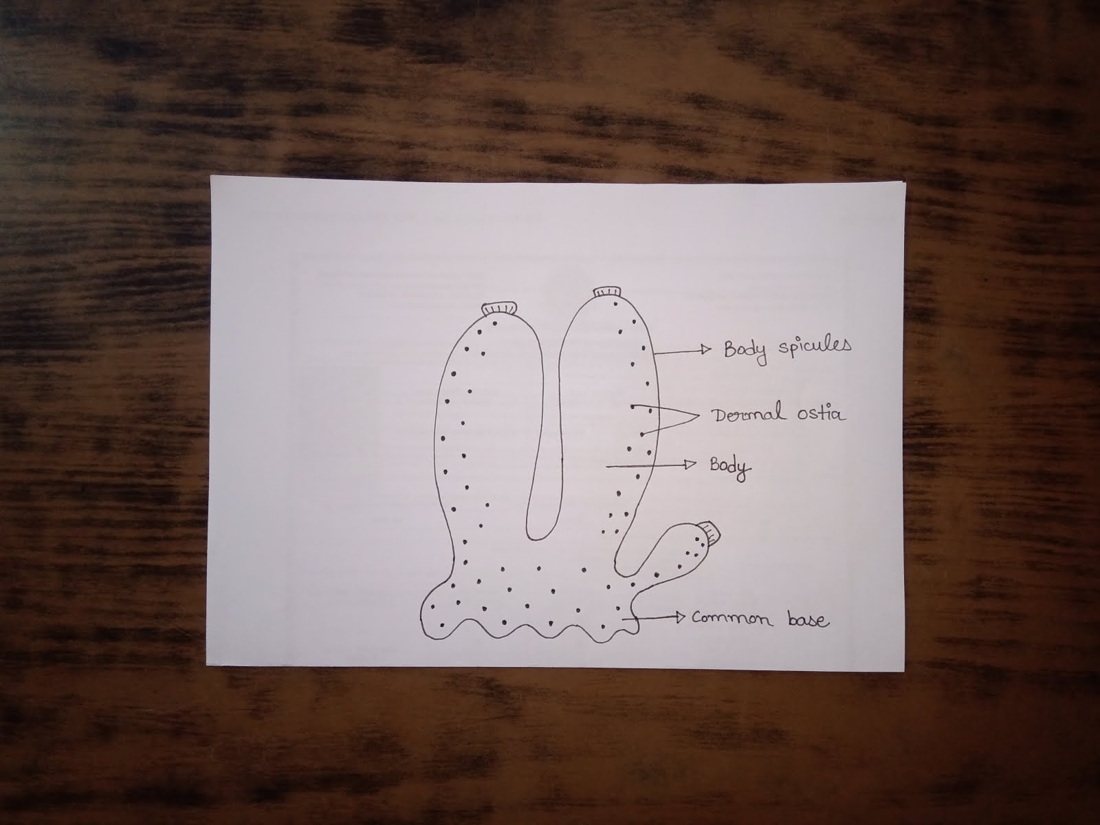 Dear Study: Sycon Images | Drawing of Sycon