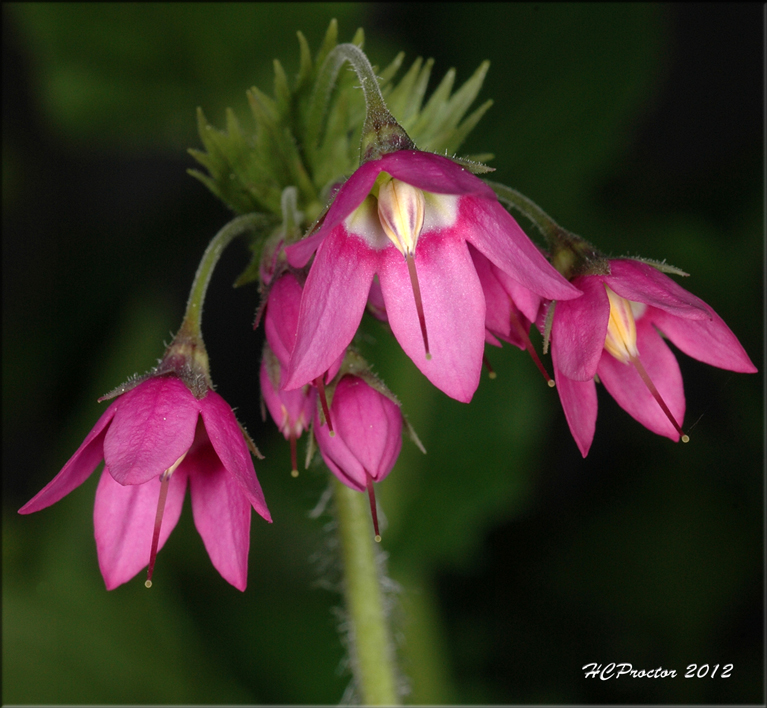 The Home Bug Garden: Not Yet Native of the Week: Alpine Bells