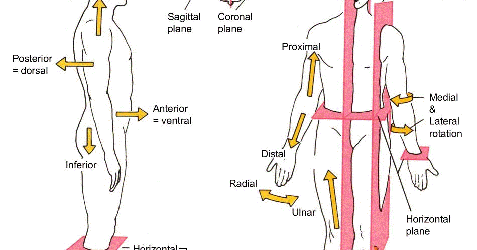 Anatomy and Physiology I Coursework: Anatomical Position and Directions