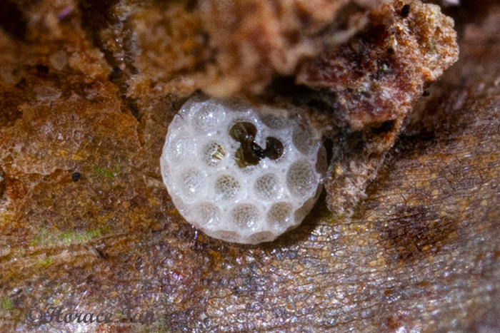 Butterflies of Singapore: Life History of the Banded Royal