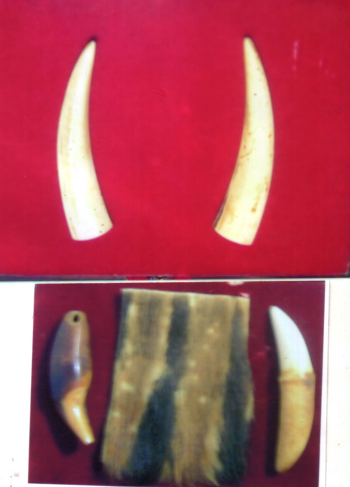 PELUANG BISNIS: JUAL TARING-MACAN- TARING BABI