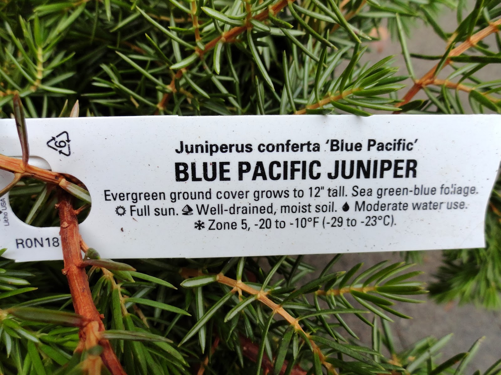 danger garden: Juniperus conferta 'Blue Pacific' is my favorite plant ...