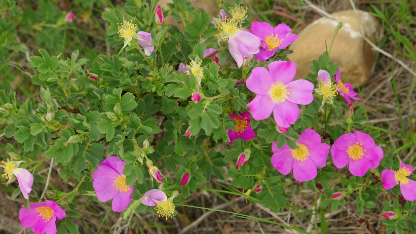 Past Presence: Prairie Rose