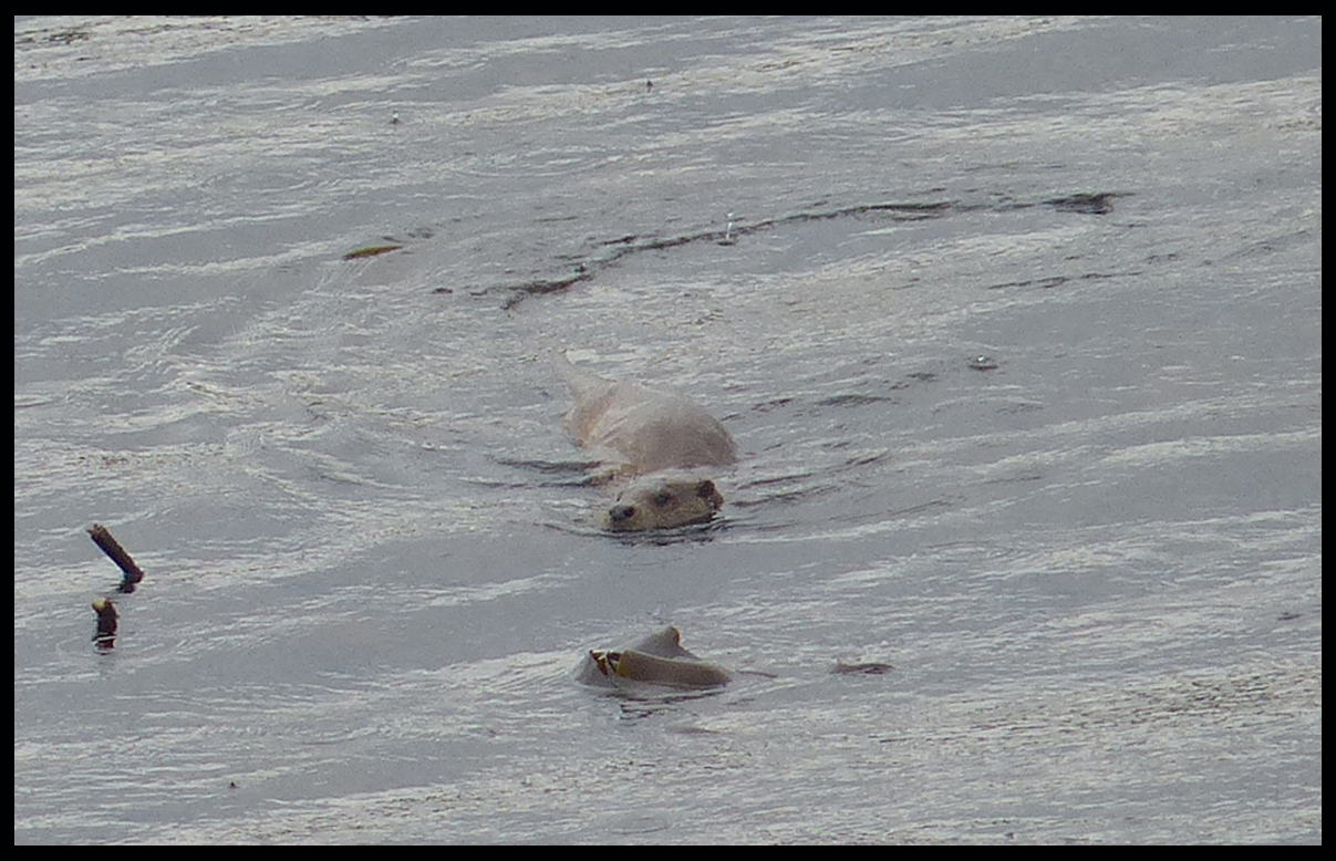 Caroline Gill: Poetry and Other Writing: Magazine Moment ~ Reach Poetry ...