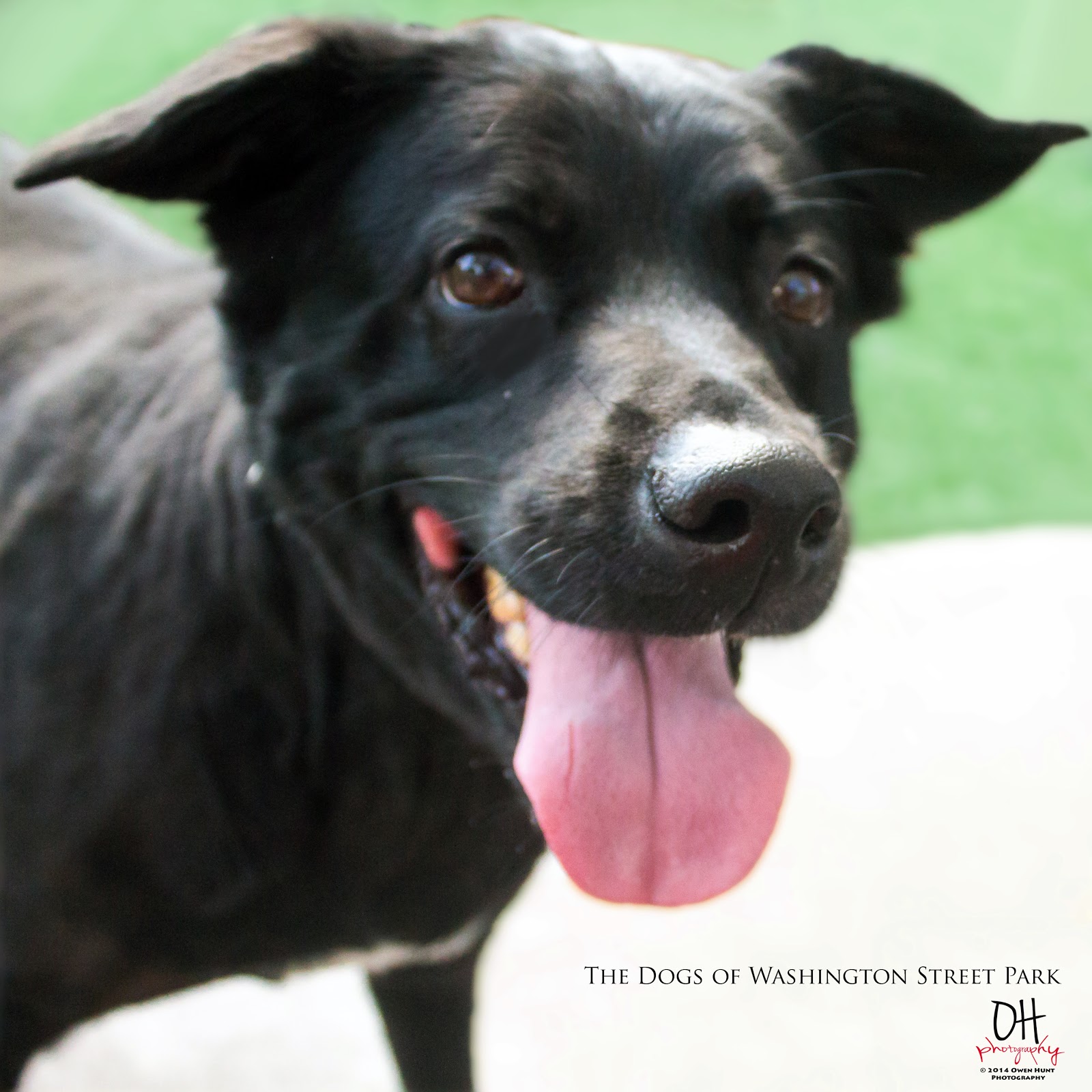 Owen Hunt Photography: The Dogs of Washington Street Park