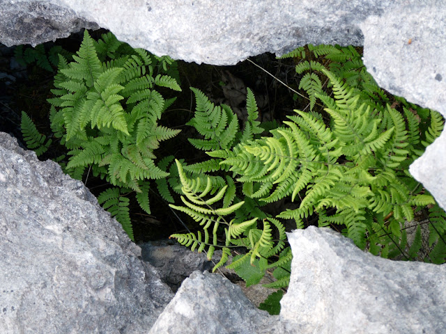 Hutton Roof's Special Ferns and More: Gymnocarpium robertianum ...