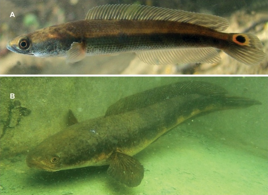 Species New to Science: [Ichthyology • 2020] Unexpected Species ...