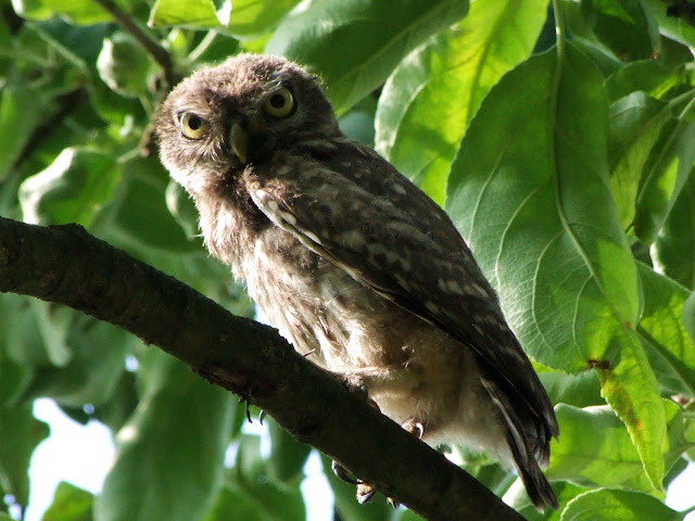 Lumea vieţuitoarelor: Cucuveaua ( Atbene noctua )