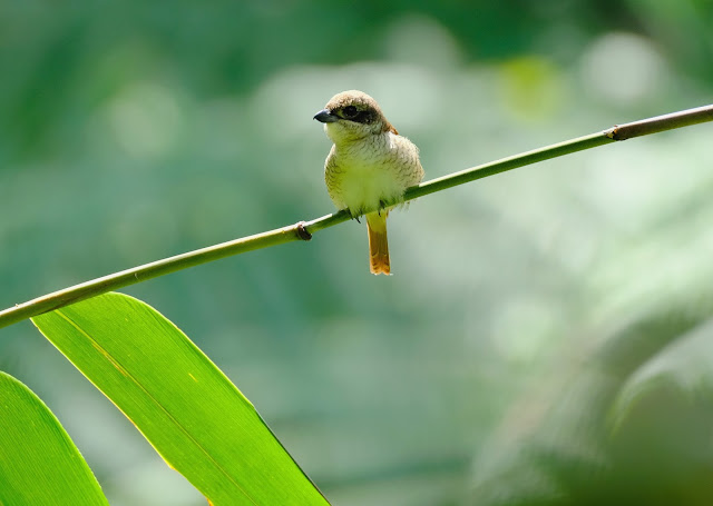 Mike is the name Birding is the game ( Birding in Malaysia - Malaysian ...