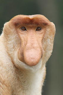 Inilah Hewan Sejenis kera berhabitat asli di Pulau Kalimantan