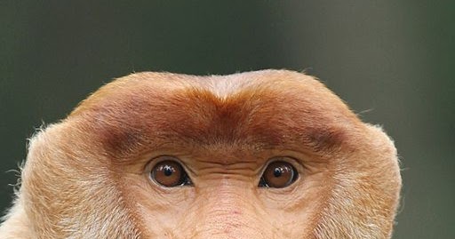 Inilah Hewan Sejenis kera berhabitat asli di Pulau Kalimantan