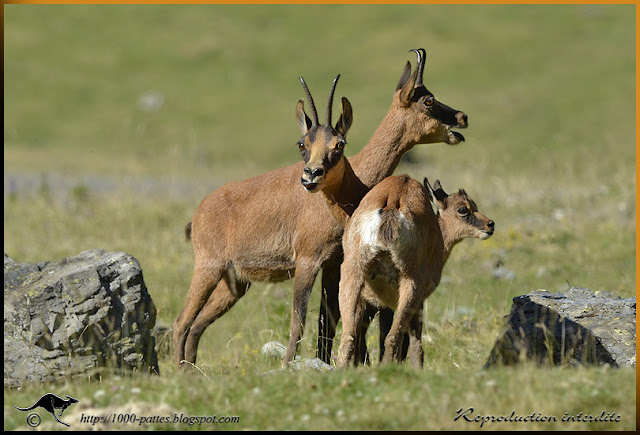 WILDLIFE GATEWAY: Là-haut, l'Isard